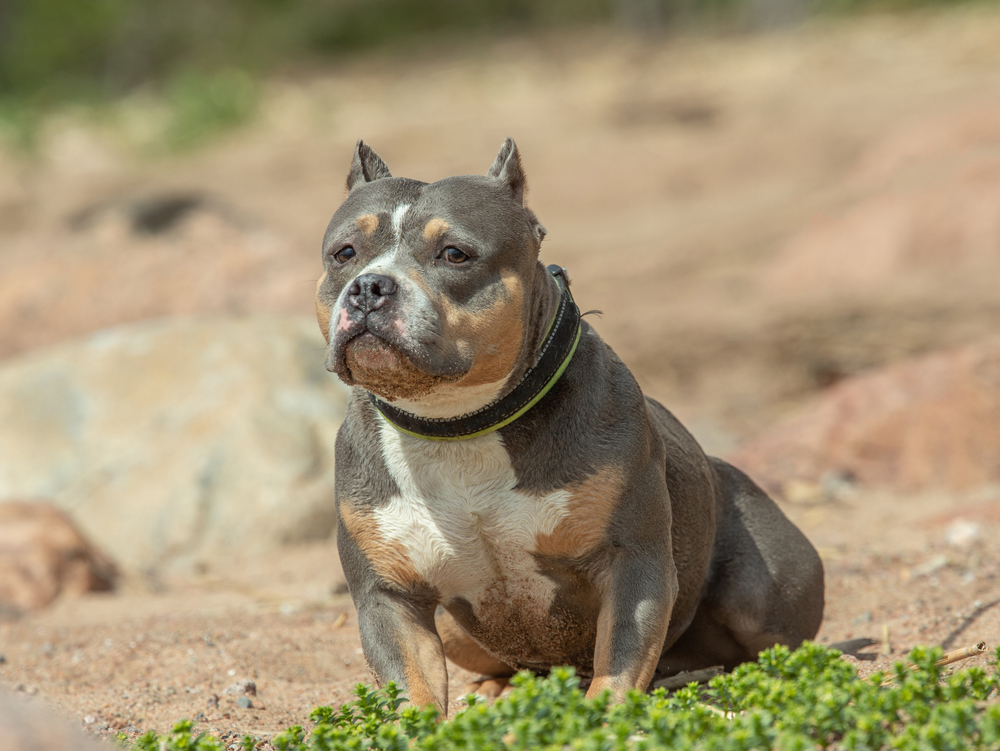 THE AMERICAN BULLY BREED WHERE DID IT COME FROM - AMERICAN BULLY BREED