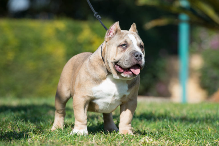 Understanding the American Bully: Breed Characteristics and Temperament ...