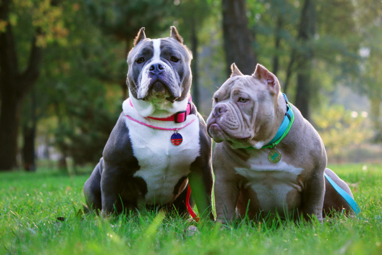 Understanding the American Bully: Breed Characteristics and Temperament ...